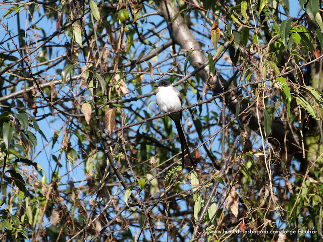 Tyrannus savana, Humedal Santa María del Lago - Fundación Humedales Bogotá
