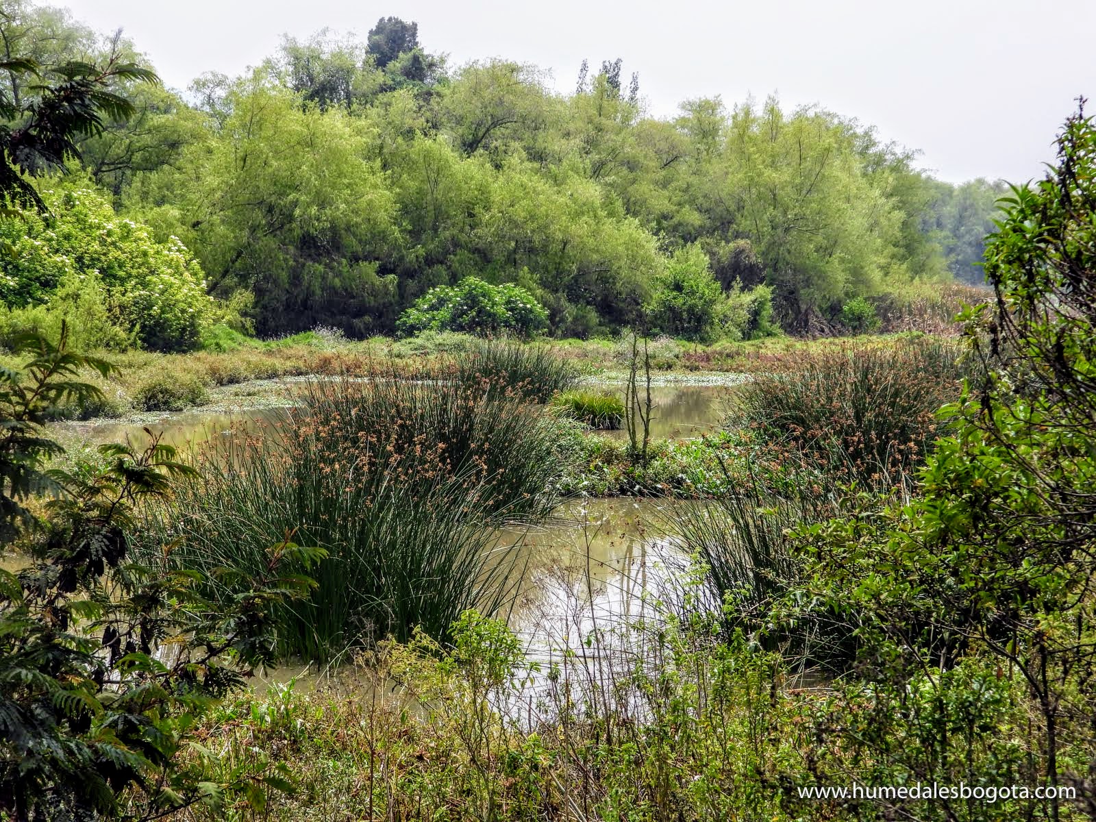 Humedal Torca - Guaymaral - Fundación Humedales Bogotá